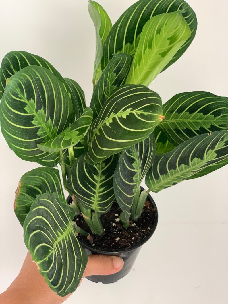 Calathea Maranta 'lemon Lime' - Prayer Plant - 4” Poy - Etsy