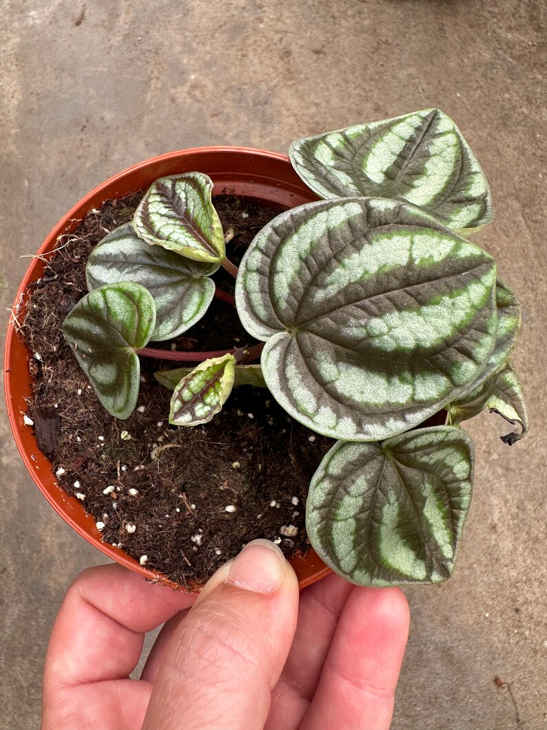 Peperomia Dragon Skin 4 Pot - Etsy