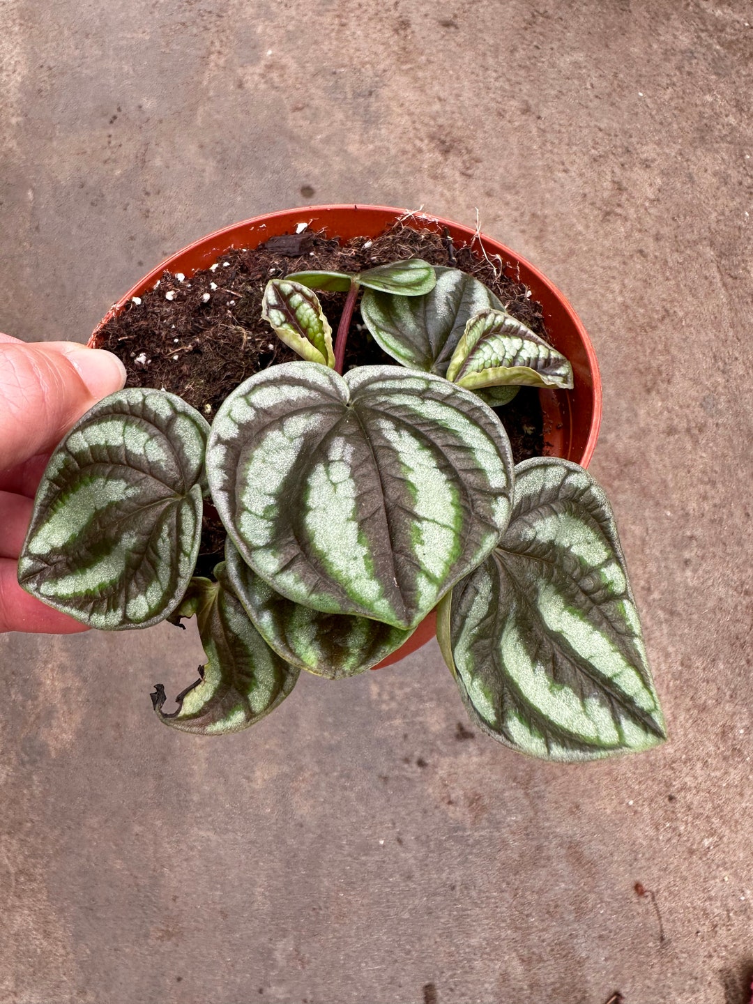 Peperomia Dragon Skin 4 Pot - Etsy