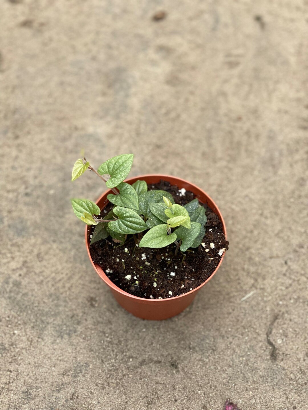 Rare Piper Silver Fleck 4 Pot - Etsy