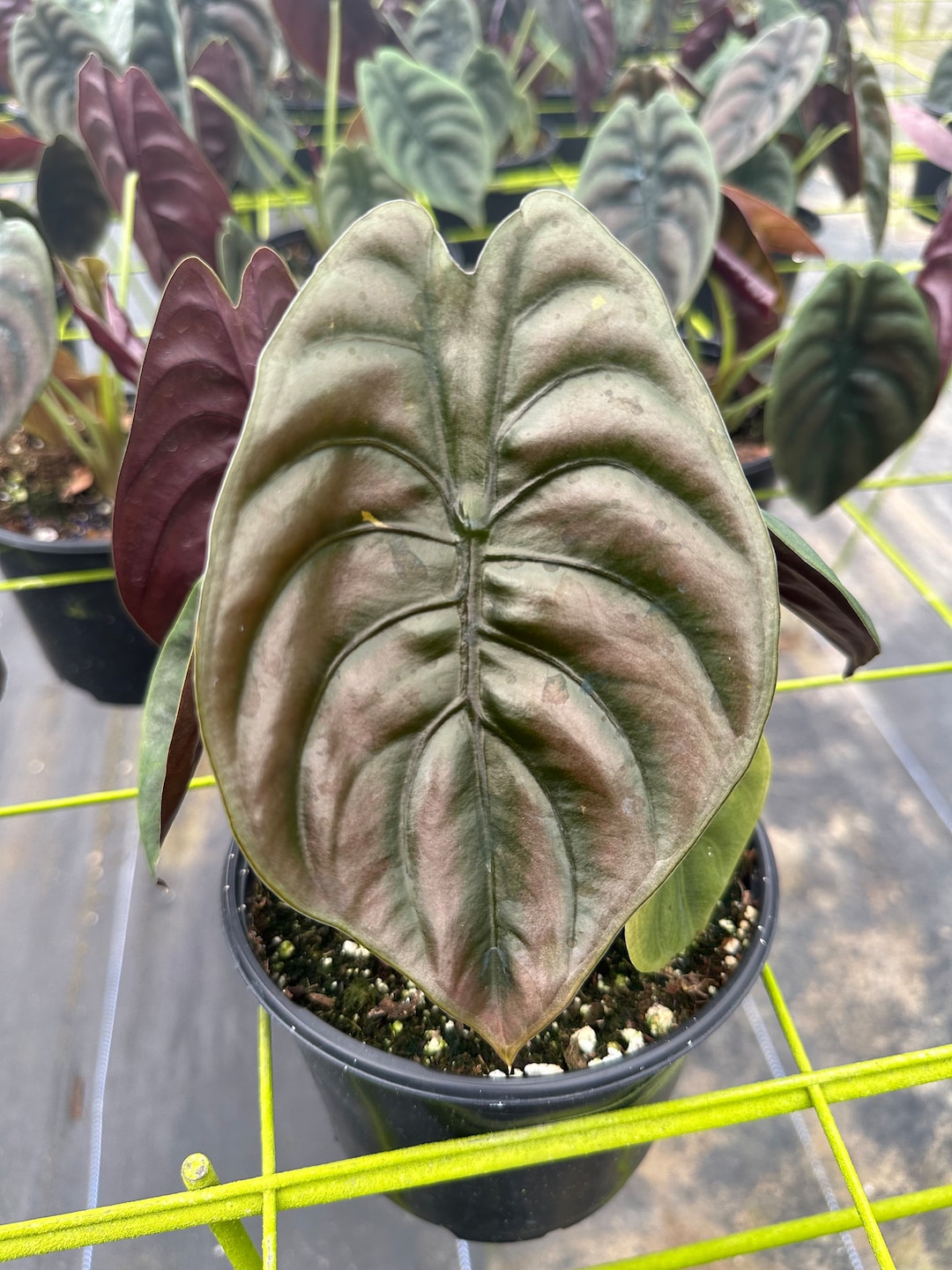 Alocasia Cuprea Red Secret 6pot - Etsy