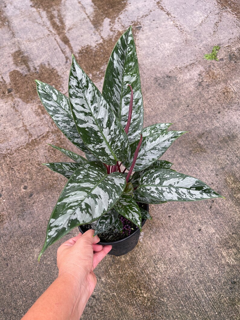Apoballis Acuminatissima 'lavallaei' 6 Pot - Etsy
