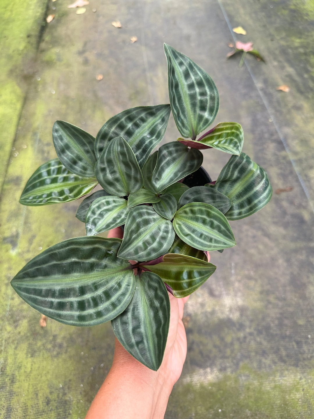 Geogenanthus Poeppigii Plant in a 4 Pot Live Seersucker Plant Beautiful ...