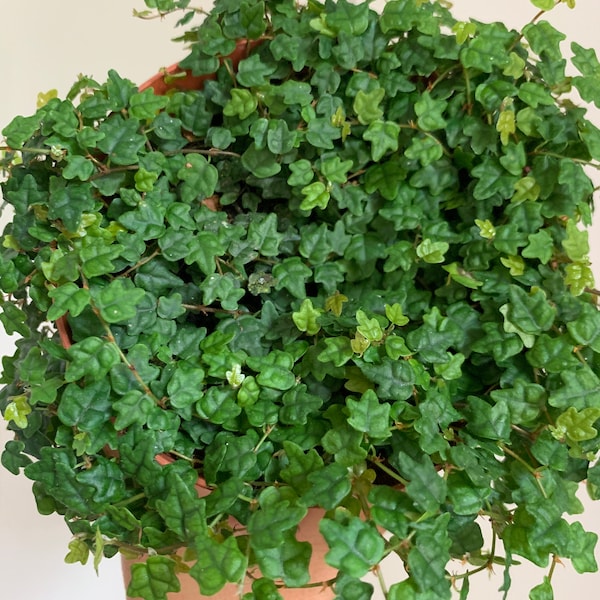 String of Frogs - Etsy