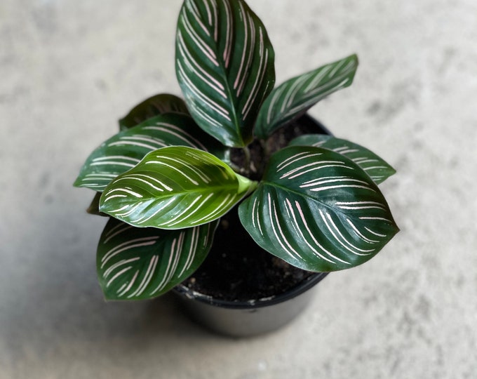 Calathea Ornata, Pink Pin-stripe, Live Plant 4”, House Plants, Indoor ...