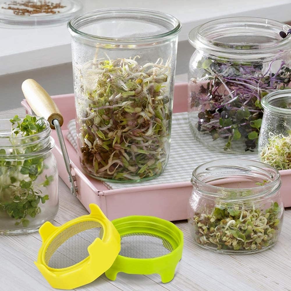Sprout Lids Germination Jars Mason Jar Plants Grow Your - Etsy