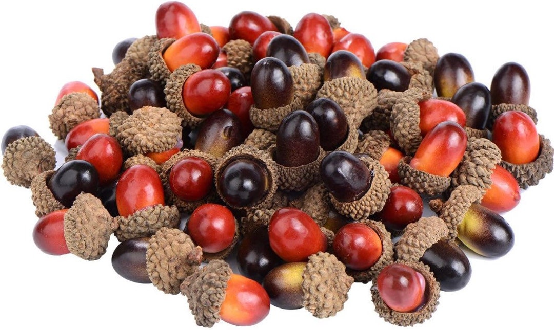 Acorns for Crafts, Wreaths, Ornaments, Resin and Trees - 20ct ...