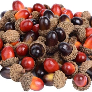 Acorns for Crafts, Wreaths, Ornaments, Resin and Trees - 20ct ...