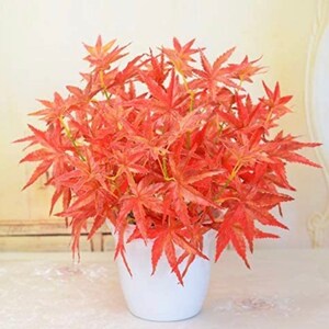 Fall Star Maple Leaves - Fall Leaves - Maple Autumn Leaves - - Etsy