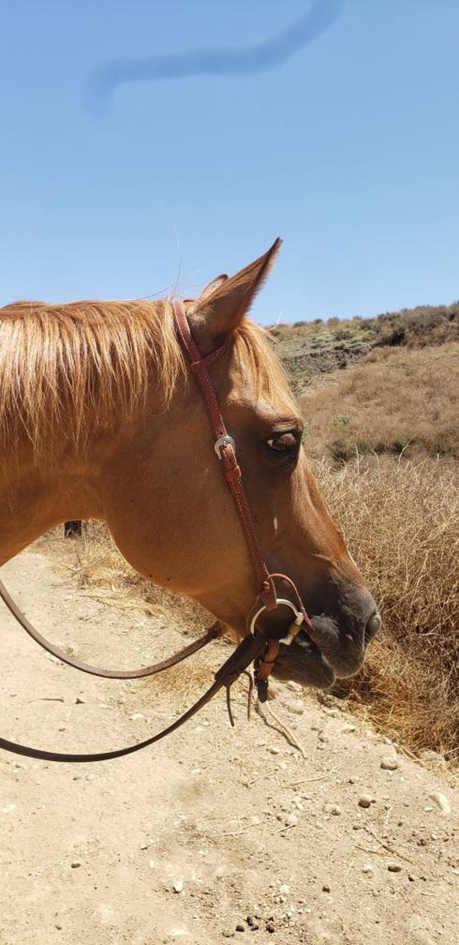 One Piece Split Eared Headstall | Etsy