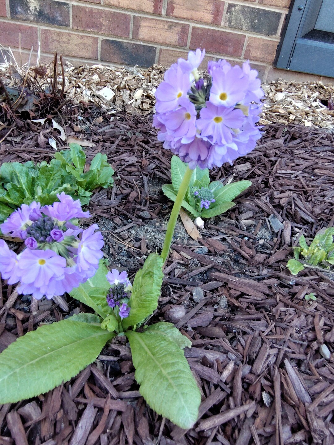 Primula Denticulata, Primerose, Live Starter Plant, Going to Blum, 1 ...