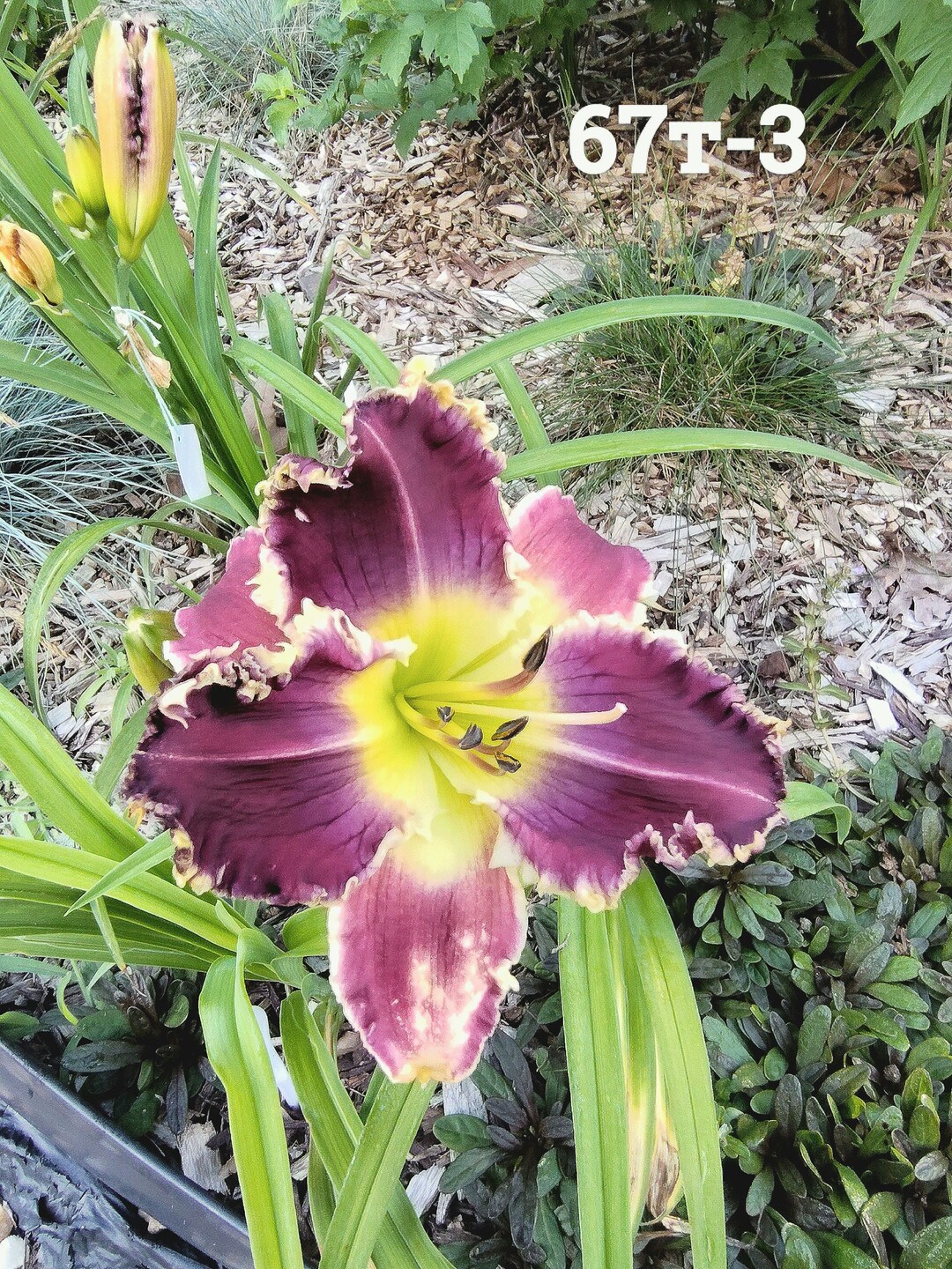 Daylily Perennial, Single Fan, Live Plant - Etsy