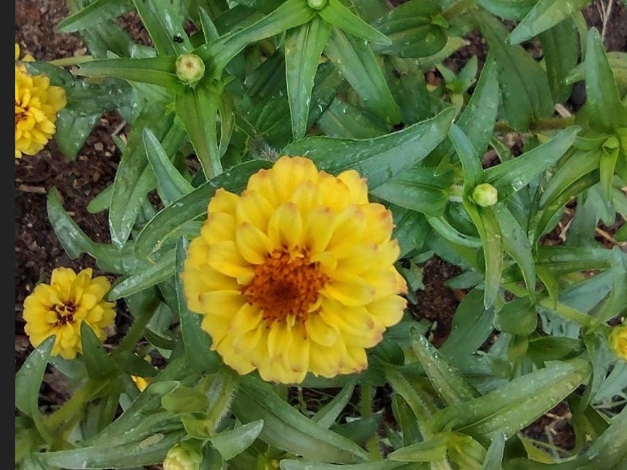 Zinnia Aztec Sunset Mix 50 Seeds 2023 Harvest - Etsy