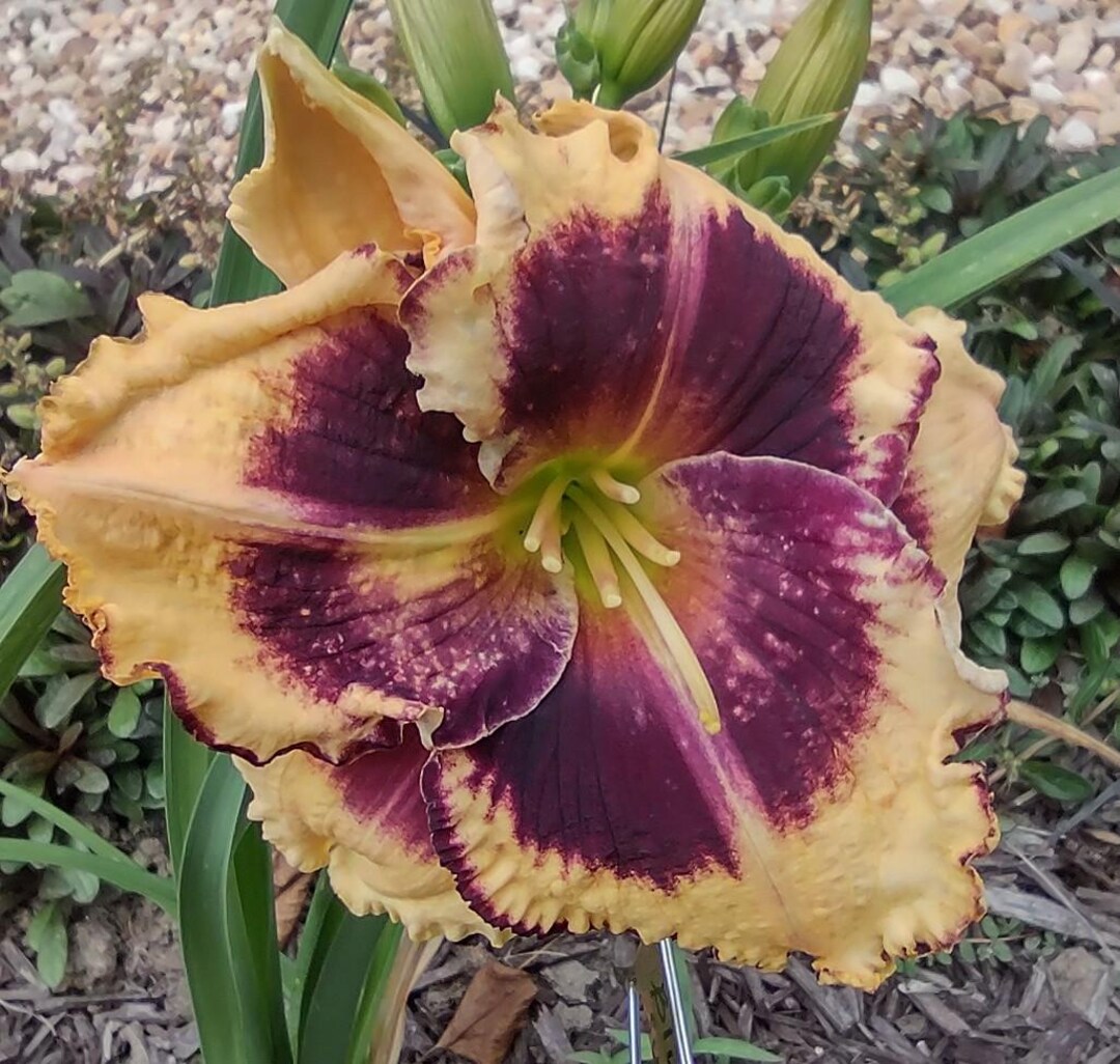 Daylily blueberry Sunday Perennial, Full Sun, 1 Fan, Live Plant - Etsy
