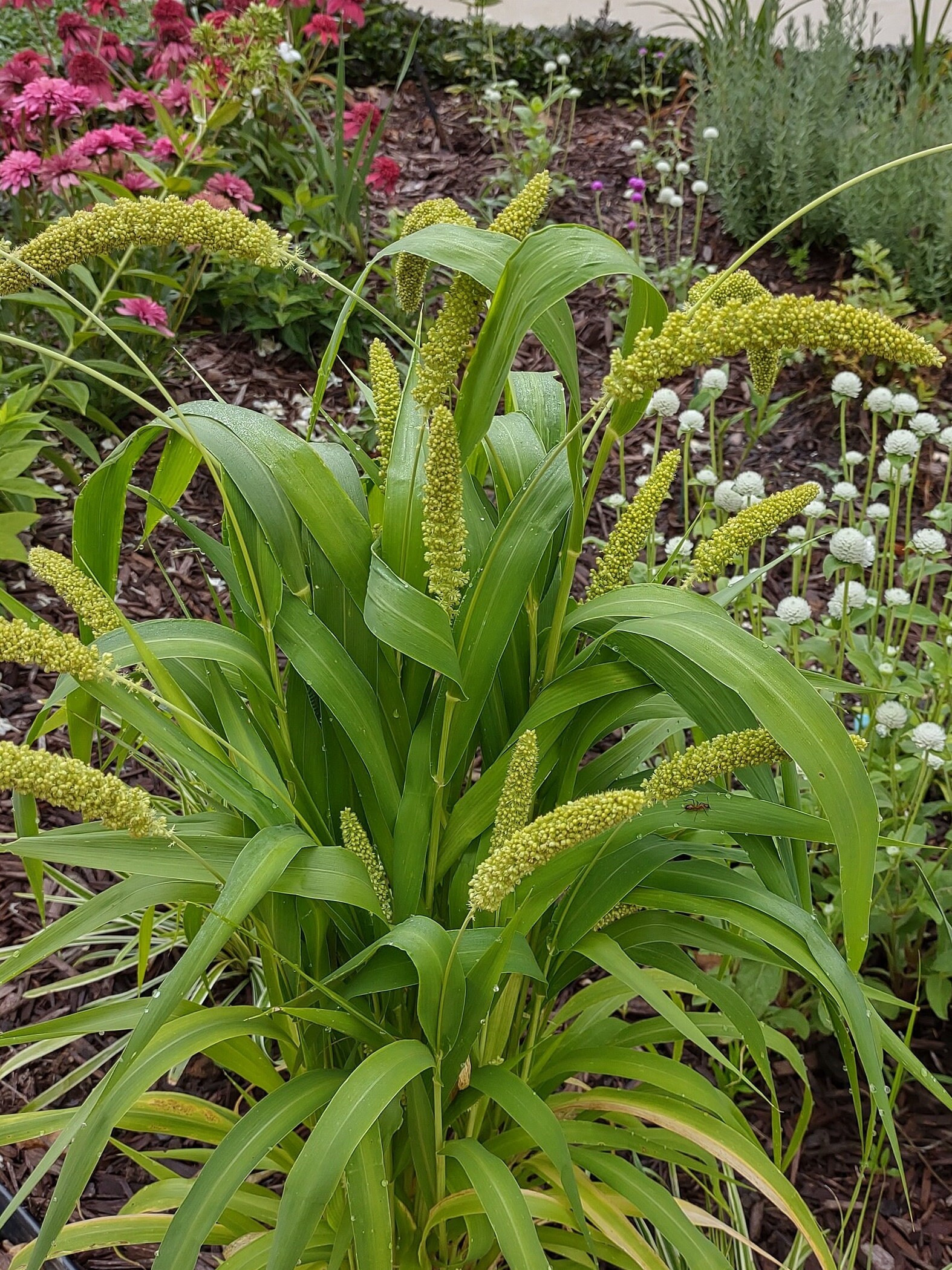 Ornamental Grass Setaria Macrocheata 500 Seeds 2023 Annual - Etsy