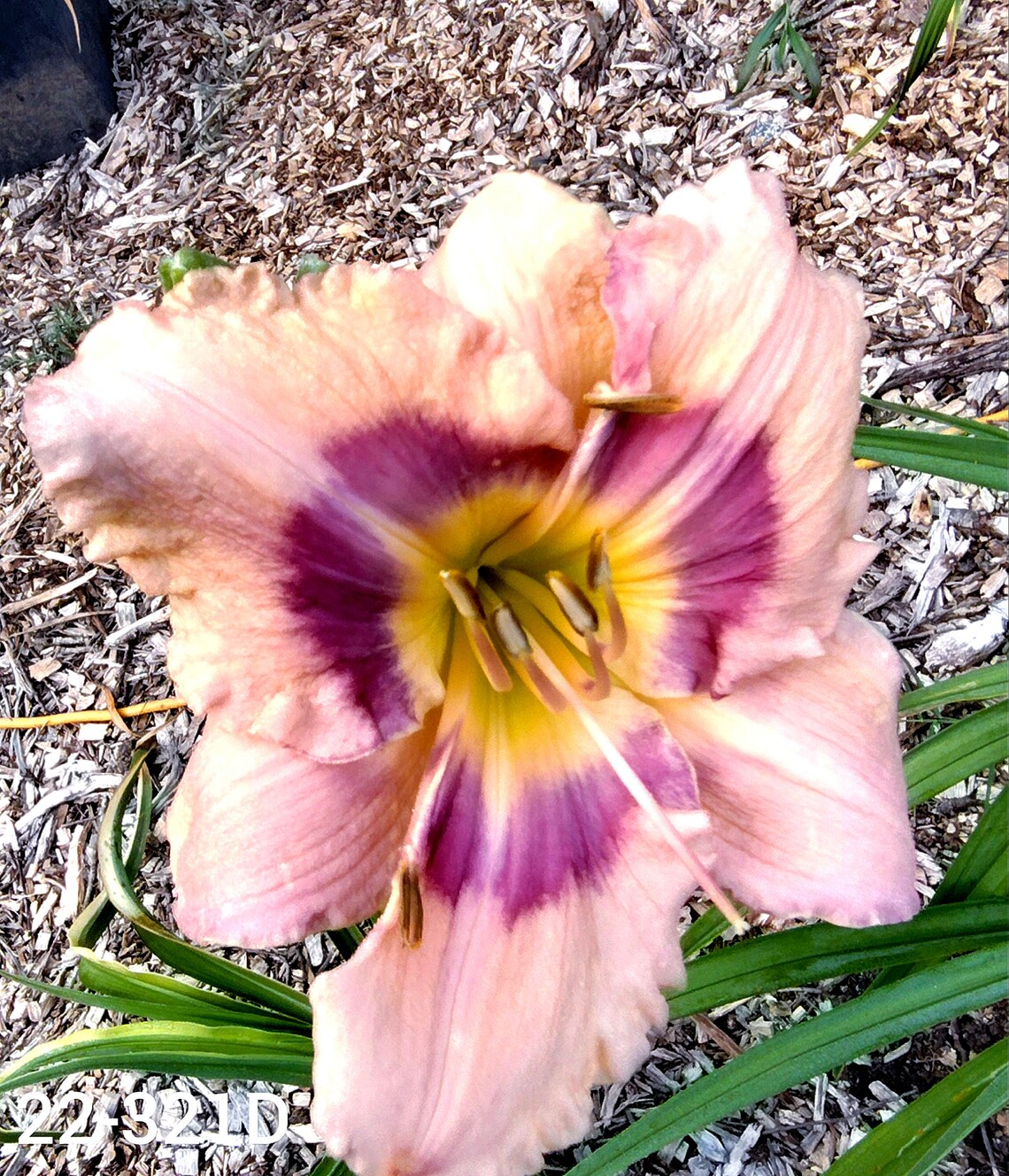Daylily Seedling Perennial, Double Fan, Live Plant - Etsy