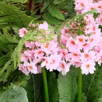Seeds for Planting, Silene Nivea Seeds, Snowy Campion, Evening Campion ...