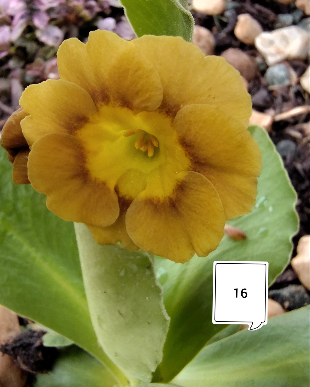 Primula, Auricula, Primerose, Live Starter Plant, 1 Root , 16 - Etsy
