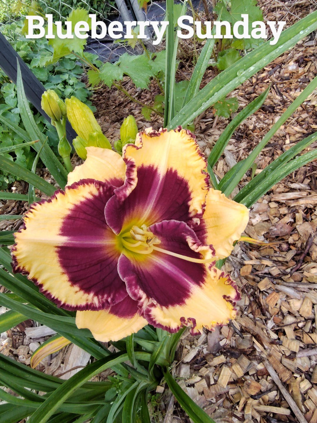 Daylily "blueberry Sunday" Perennial, Full Sun, 1 Fan, Live Plant - Etsy