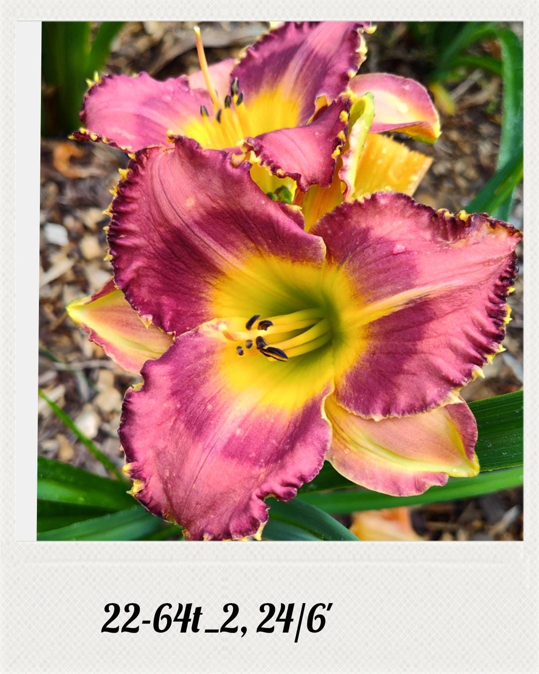 Daylily Seedling Perennial, Double Fan, Live Plant - Etsy