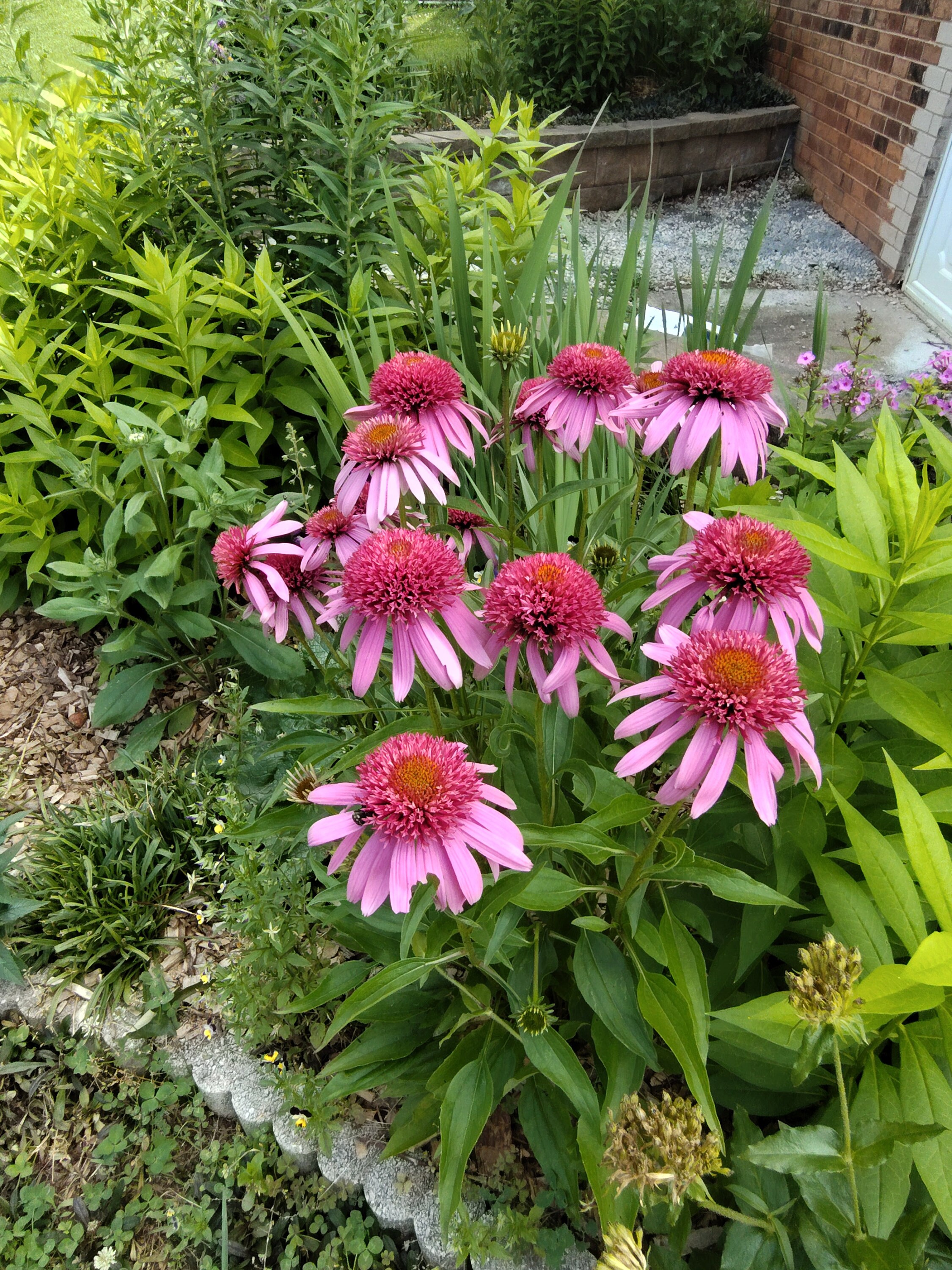 Coneflower Double Scoop Bubble Gum, Live Plant - Etsy