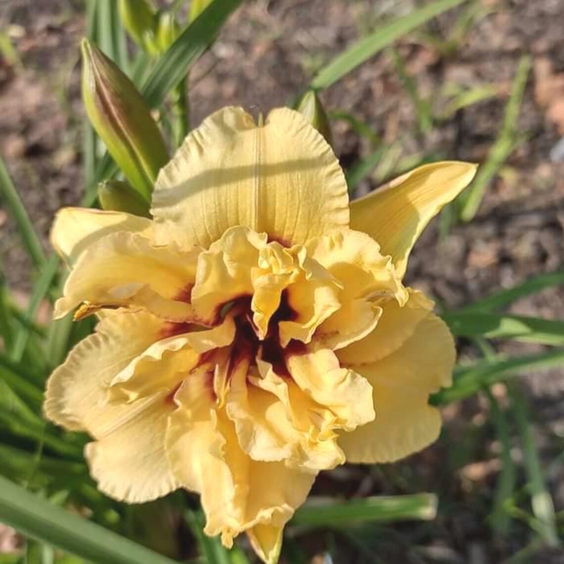 Daylily Little Castaway Perennial, Full Sun, 1 Fan, Live Plant - Etsy