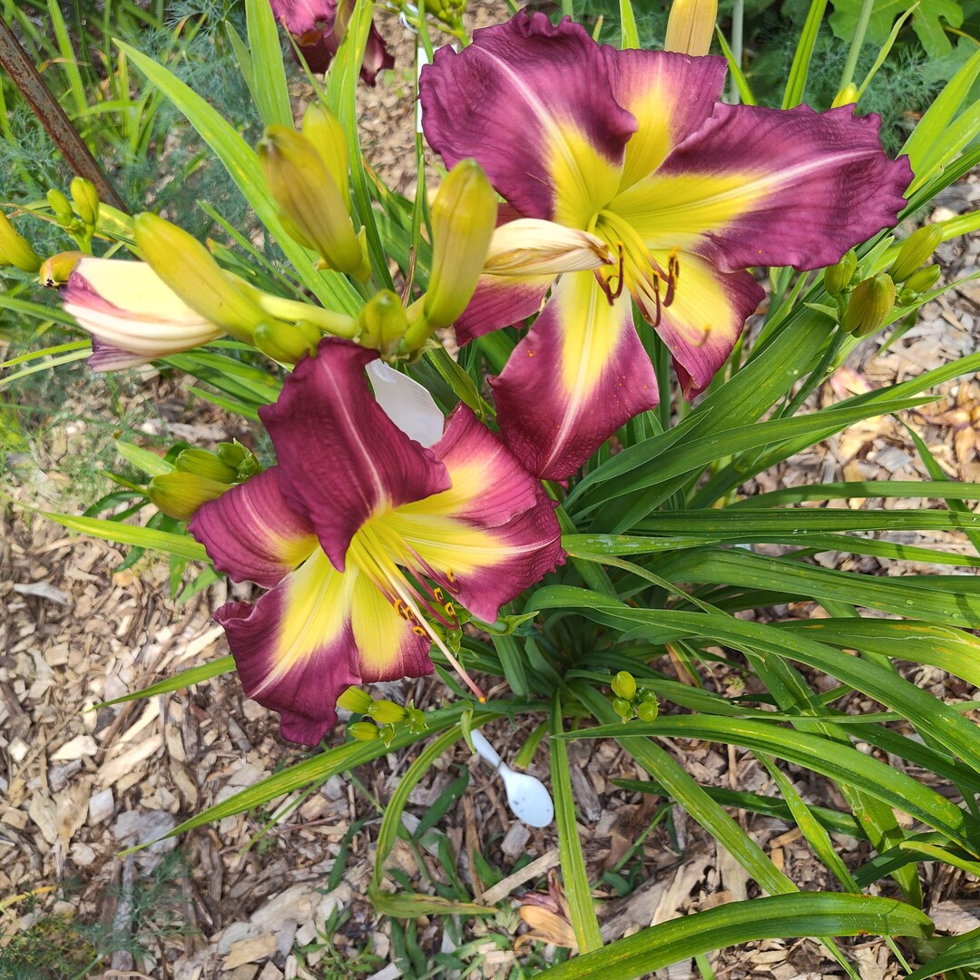 Daylily Diploid, Perennial, Full Sun, 1 Fan, Live Plan - Etsy