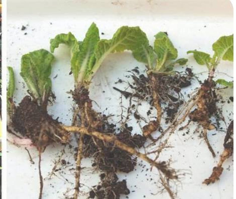 Primula Japonica, Primerose, Starter Plant. 3roots, Live Plant. - Etsy