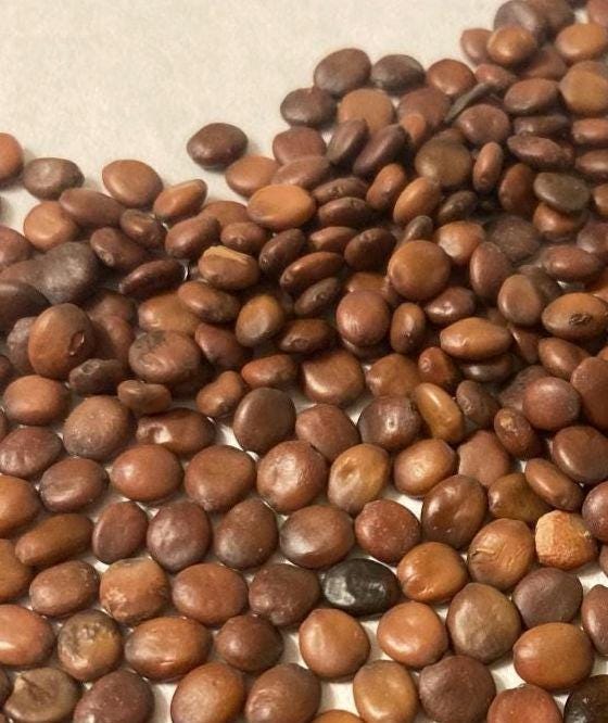 Rising Sun Red Bud 20, Seeds 2025, - Etsy