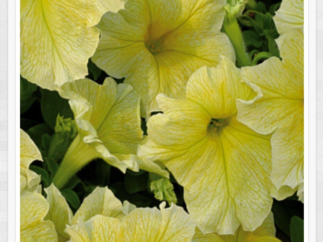 Petunia Yellow Grand, 50 Seeds, 2023, Annual - Etsy
