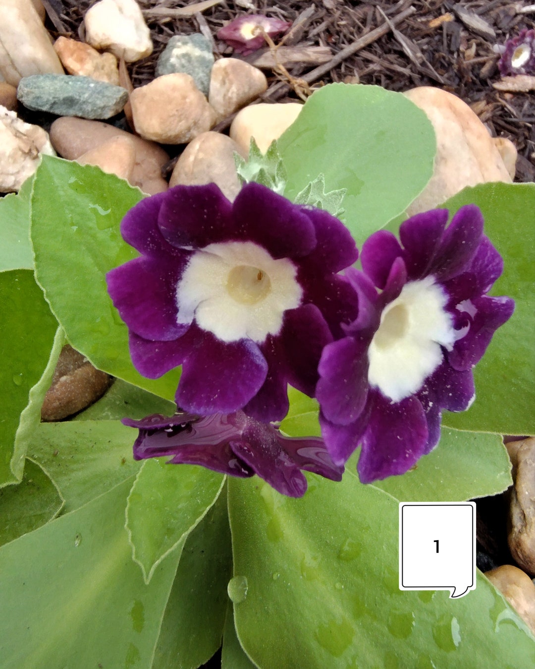 Primula, Auricula, Primerose, Live Starter Plant, 1 Root , 1 - Etsy