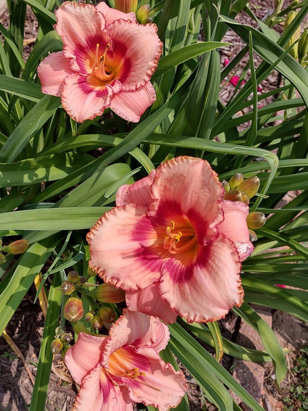 Daylily Strawberry Candy Perennial, Single Fan, Live Plant - Etsy