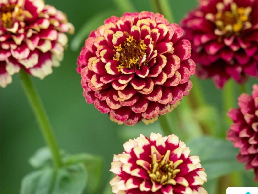 Zinnia Aztec Sunset Mix 50 Seeds 2023 Harvest - Etsy