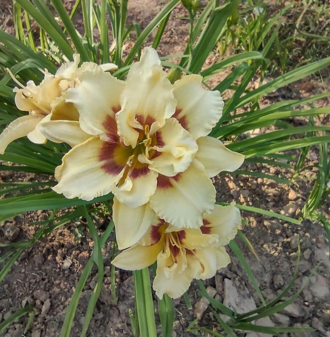 Daylily Little Castaway Perennial, Full Sun, 1 Fan, Live Plant - Etsy