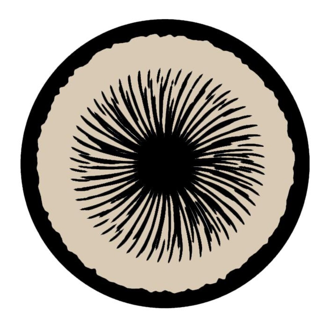 Funko Pop Display for Dune, Sandworm, Wood Carved, Home Decor, Custom ...