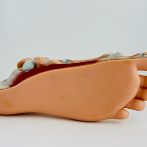 Vintage SOMSO Normal Foot Model, Anatomical 3D Educational Model ...