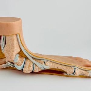 Vintage SOMSO Normal Foot Model, Anatomical 3D Educational Model ...