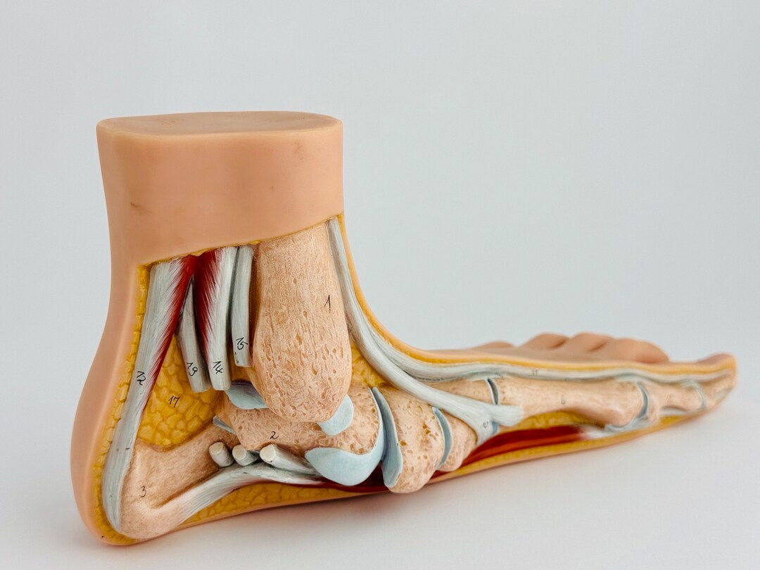 Vintage SOMSO Normal Foot Model, Anatomical 3D Educational Model ...