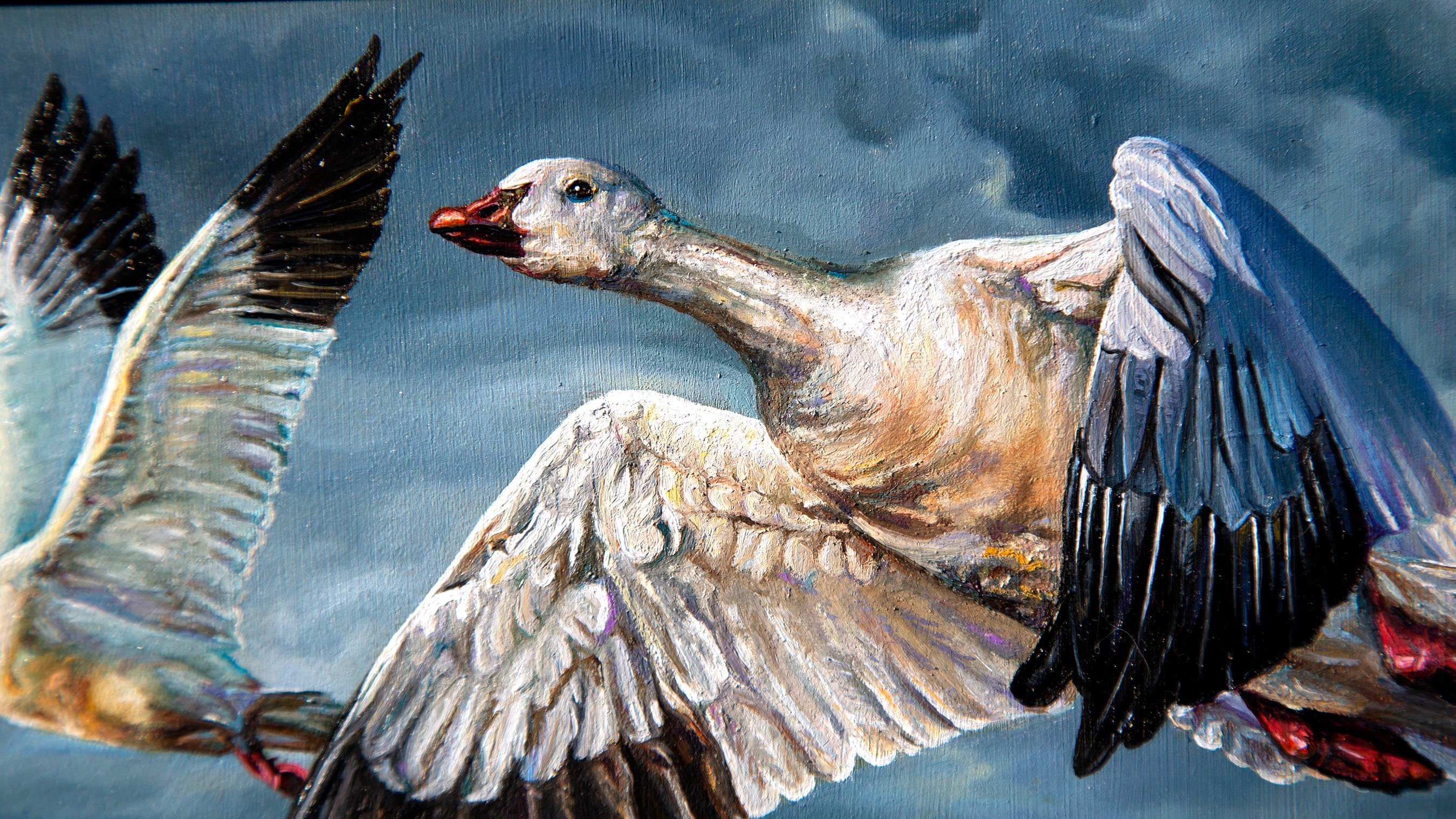 Shop All — Raspberry Toodle