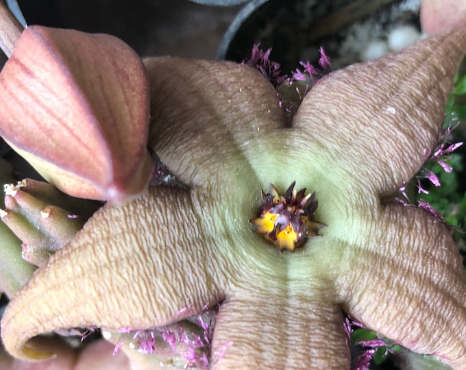 Stapelia Mutabilis / Huernia/ Asclepiads/ Stapelia/ Unique Blooming ...