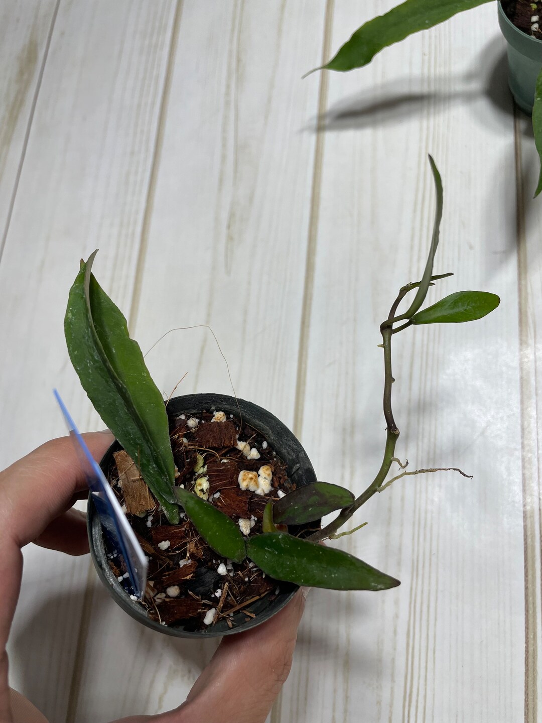 Hoya Mirabilis Clone A/ Exact Plants /shipped in 2 Pots/ - Etsy