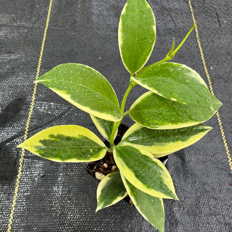 Rare Hoya Sp - Etsy