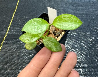 Hoya Biakensis Splash - Etsy