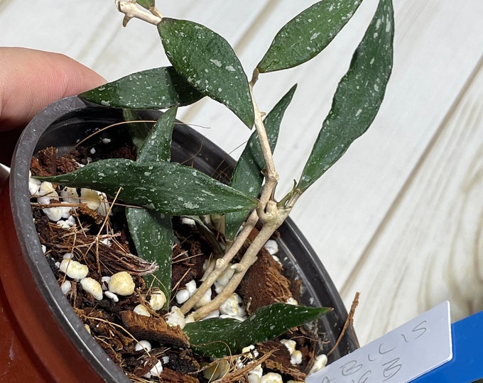 Hoya Mirabilis Splash Clone B/ Slender Leaves/ Splashy Leaves ...