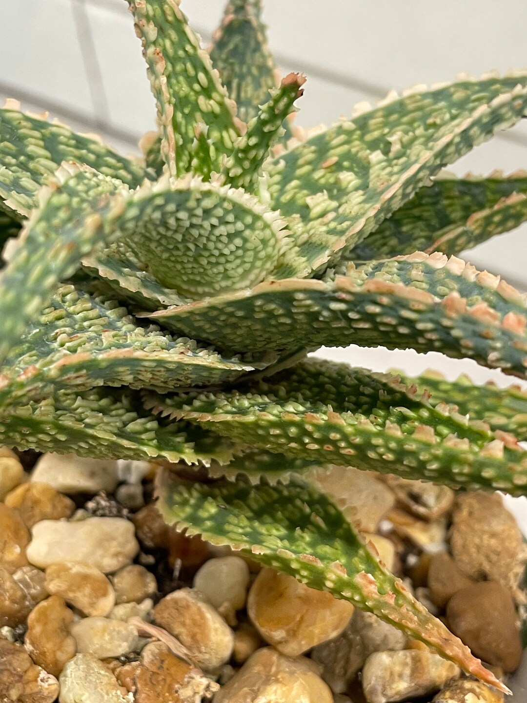 Aloe Bright Ember / Bluish Green Skin / Pink Margins / Unique/ - Etsy