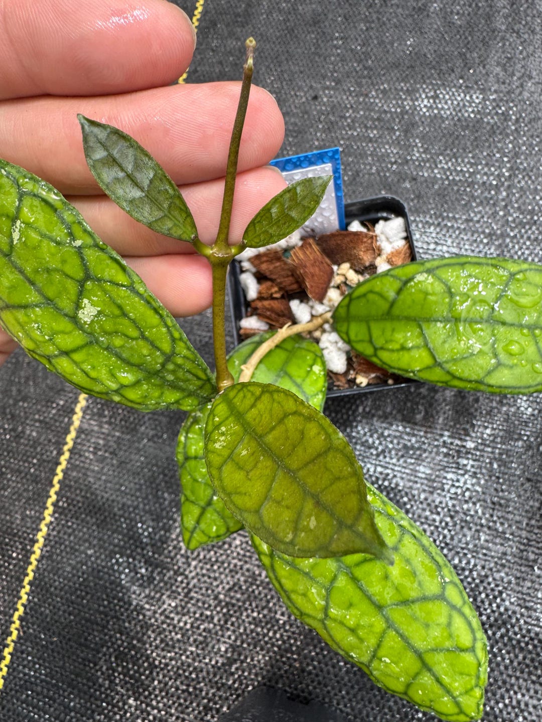 Hoya Sp. Kalteng/ Round Hard Leaves/ Uncommon/ Beautiful Venation/ From ...
