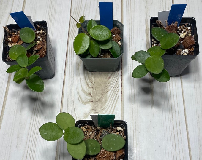 Hoya Mathilde / Shipped in 3 Pots/ White Fuzzy Blooms/ Exact Plants ...