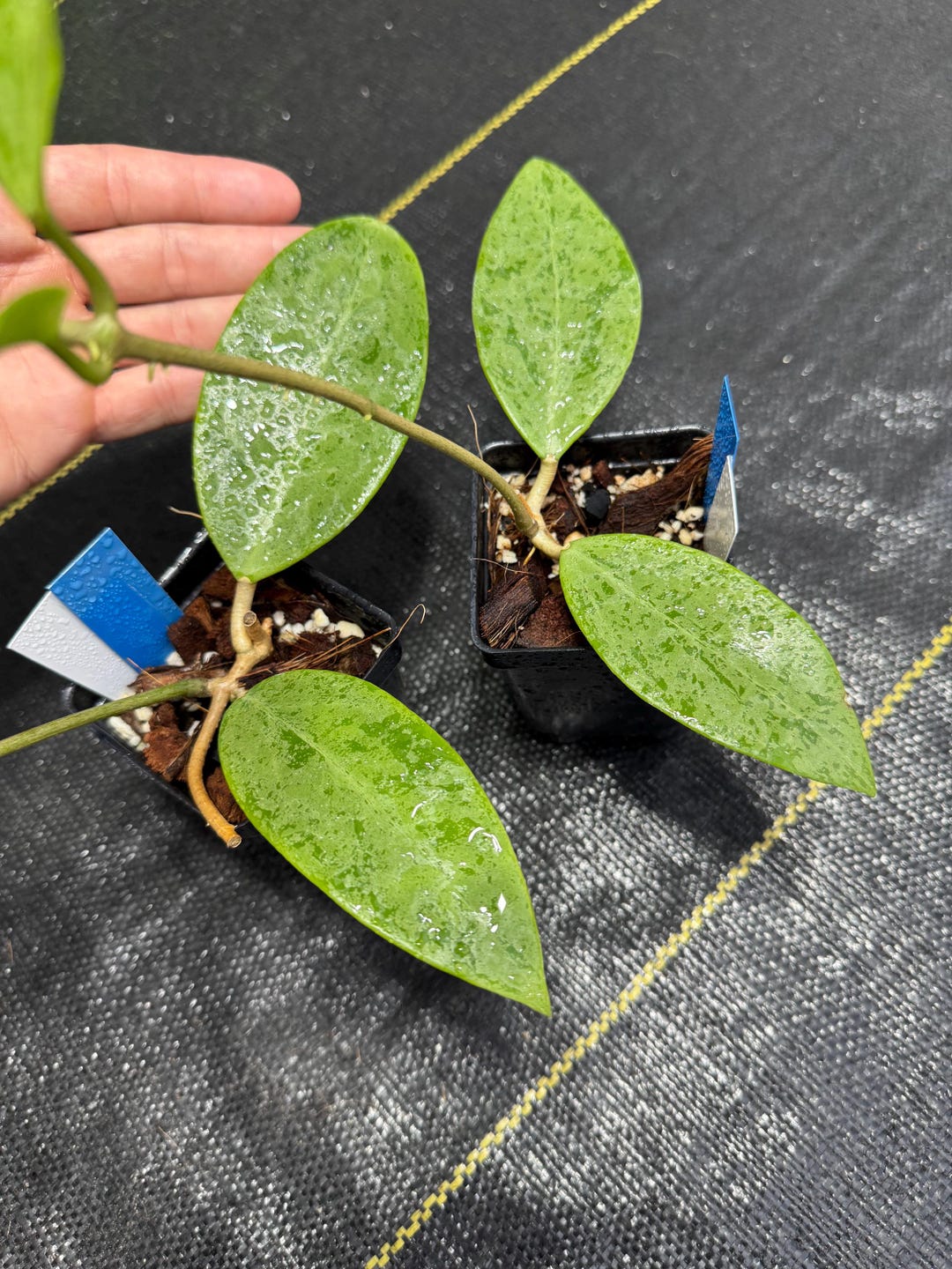 Hoya Rime Silver Splash/ Collectors/ Exact Plants/ Stable Silver/ RARE ...