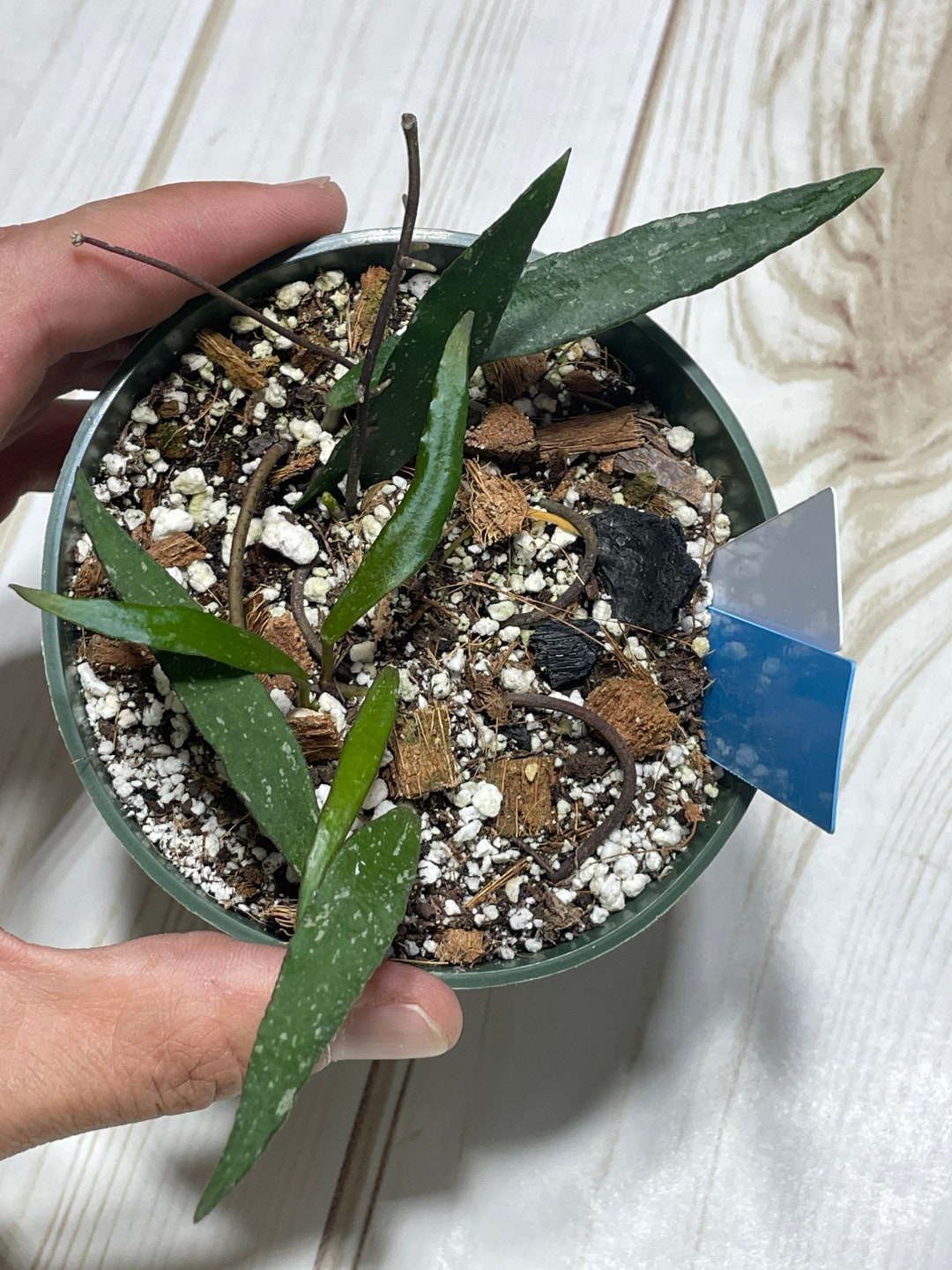 Hoya Mirabilis Splash Clone B/ Slender Leaves/ Splashy Leaves/ - Etsy