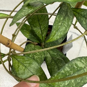 Hoya Crassipetiolata Splash on Trellis / Super Full Plant/ Shipped in 3 ...